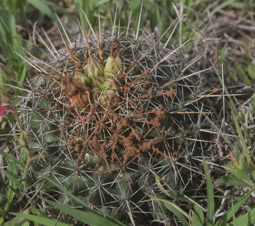 Coryphantha georgii - PictureThis