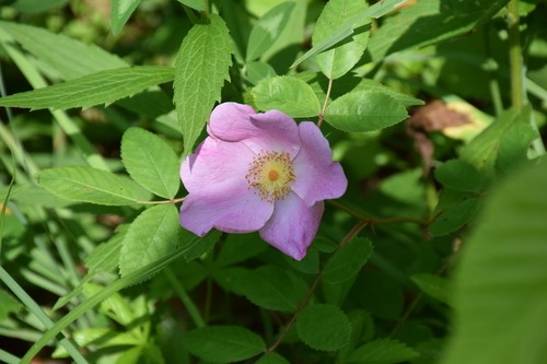 Rosa silvestre (Rosa carolina) - PictureThis