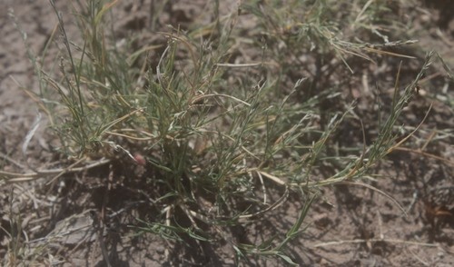 Capim-mimoso (Eragrostis ciliaris) - PictureThis