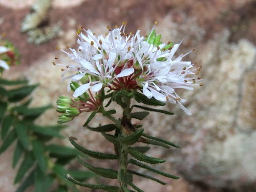 Agathosma serpyllacea - PictureThis