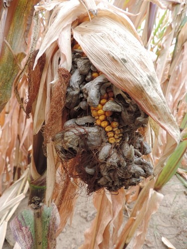 Hongo del maíz (Ustilago maydis) - PictureThis