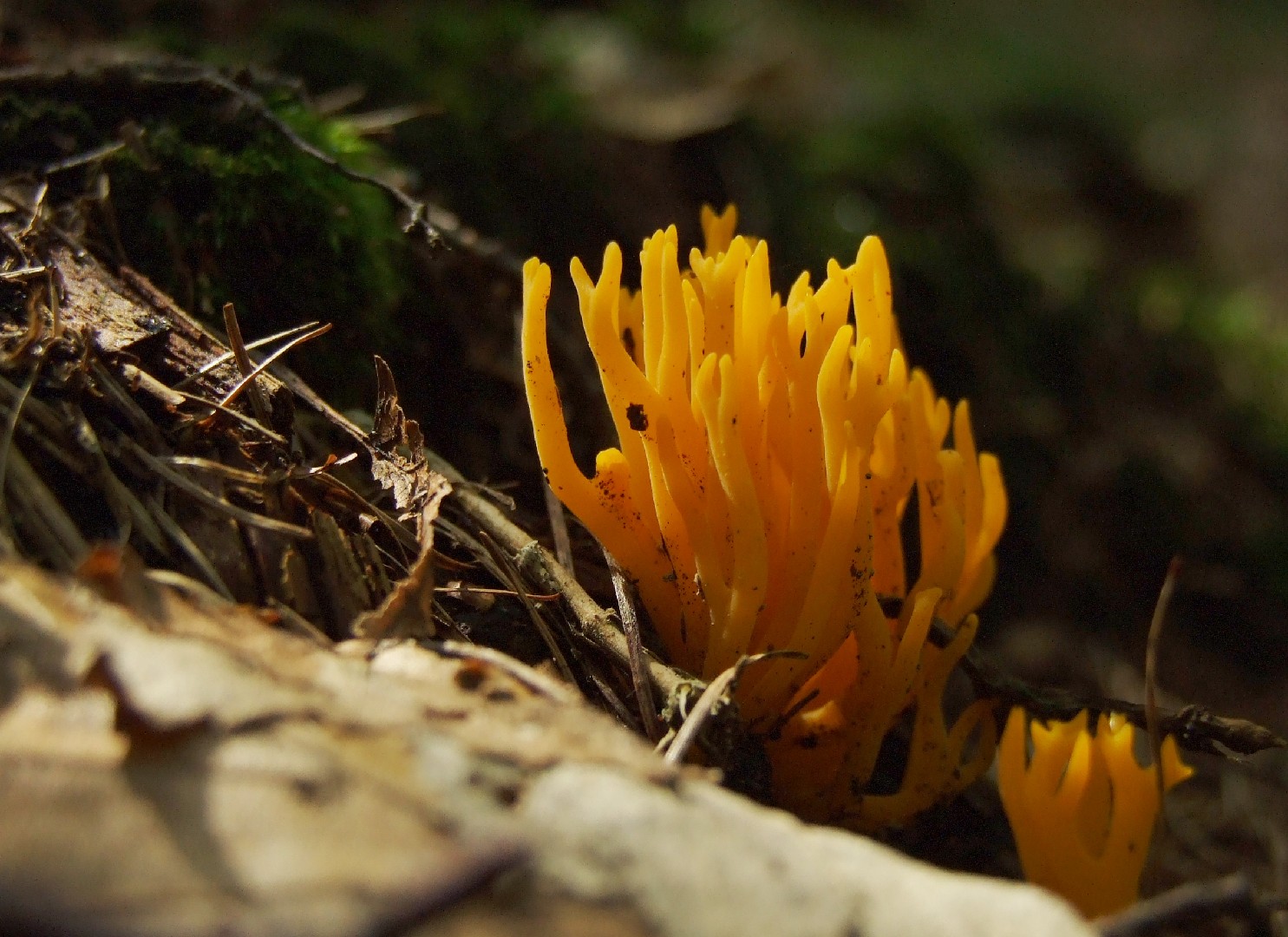 Ramaria aurea - PictureThis
