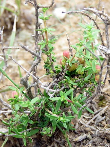 Nenax Microphylla Picturethis