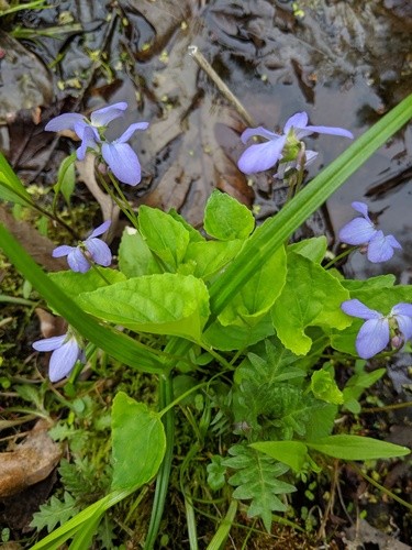 Marsh blue violet (Viola cucullata) Flower, Leaf, Care, Uses - PictureThis