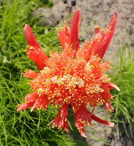 PictureThis - (Haemanthus) Haemanthus