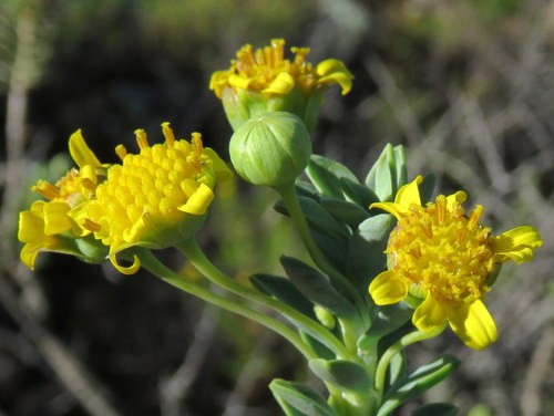 Euryops lateriflorus - PictureThis
