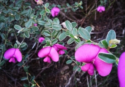 Podalyria buxifolia Care (Watering, Fertilize, Pruning, Propagation ...