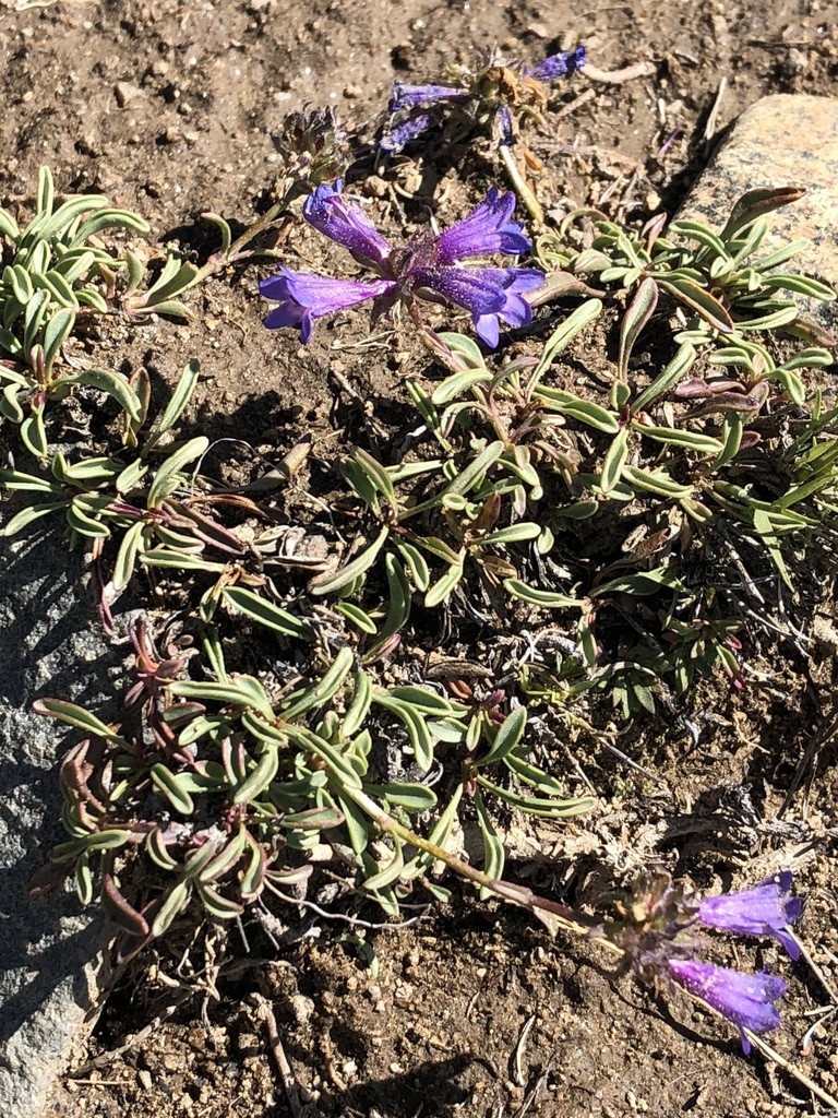 Penstemon Care (Watering, Fertilize, Pruning, Propagation) - PictureThis