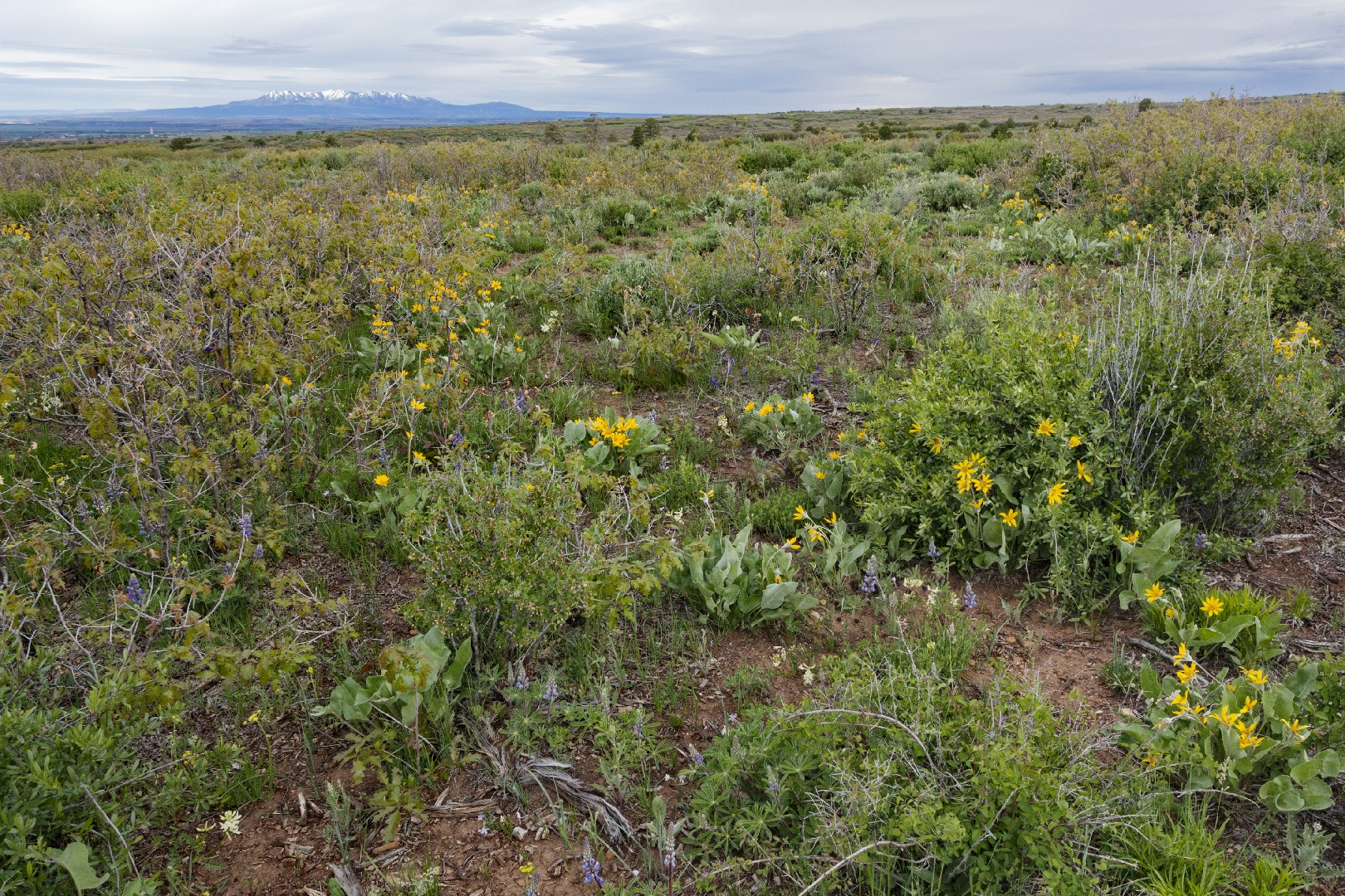 Cymopterus lemmonii - PictureThis
