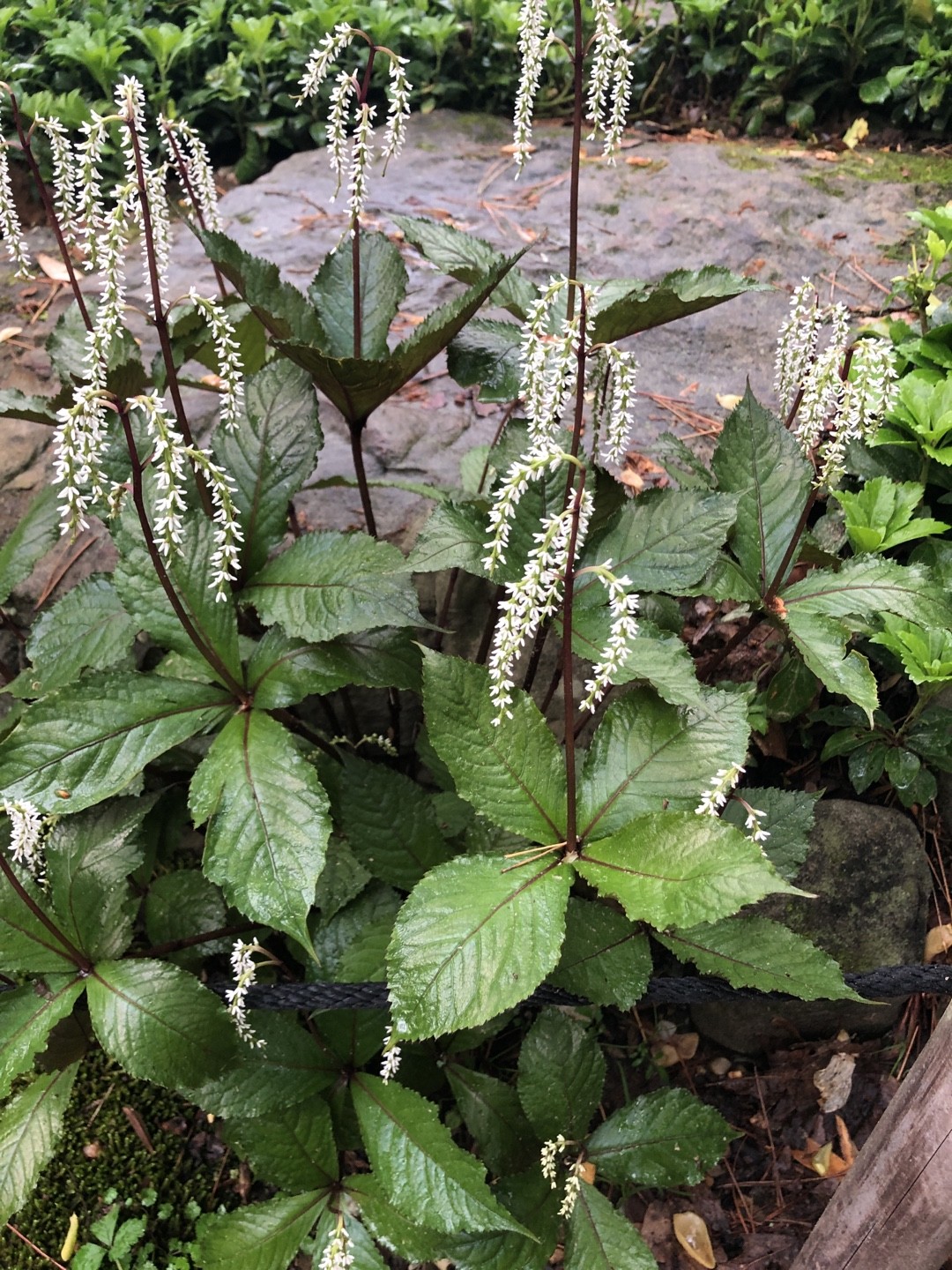 Chloranthus Flower, Leaf, Care, Uses - PictureThis