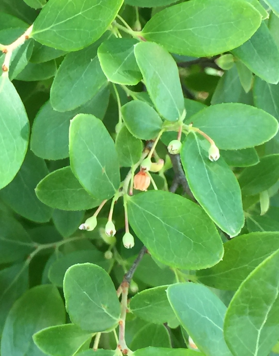 Dangleberry (Gaylussacia frondosa) Flower, Leaf, Care, Uses - PictureThis