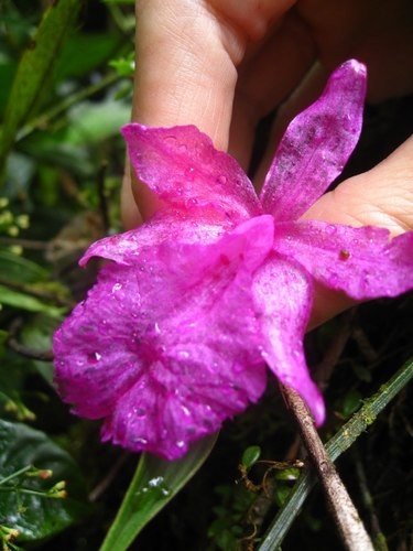 Sobralia amabilis Flower, Leaf, Care, Uses - PictureThis