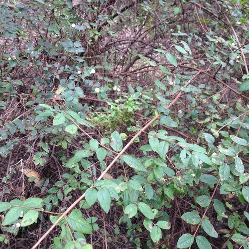 Symphoricarpos microphyllus 花言葉，毒性，よくある質問 - PictureThis