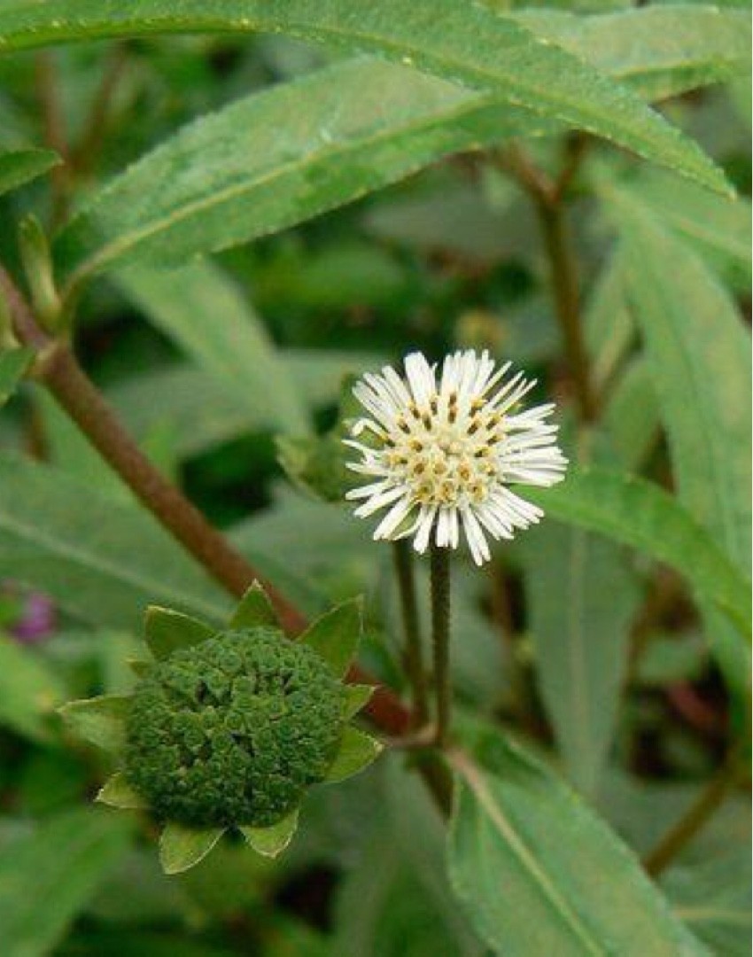 False daisy (Eclipta prostrata) Flower, Leaf, Care, Uses - PictureThis