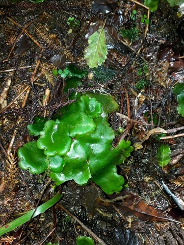 Monoclea forsteri - PictureThis