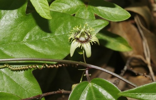 Passiflora suberosa - PictureThis