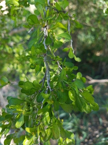 Condalia hookeri - PictureThis