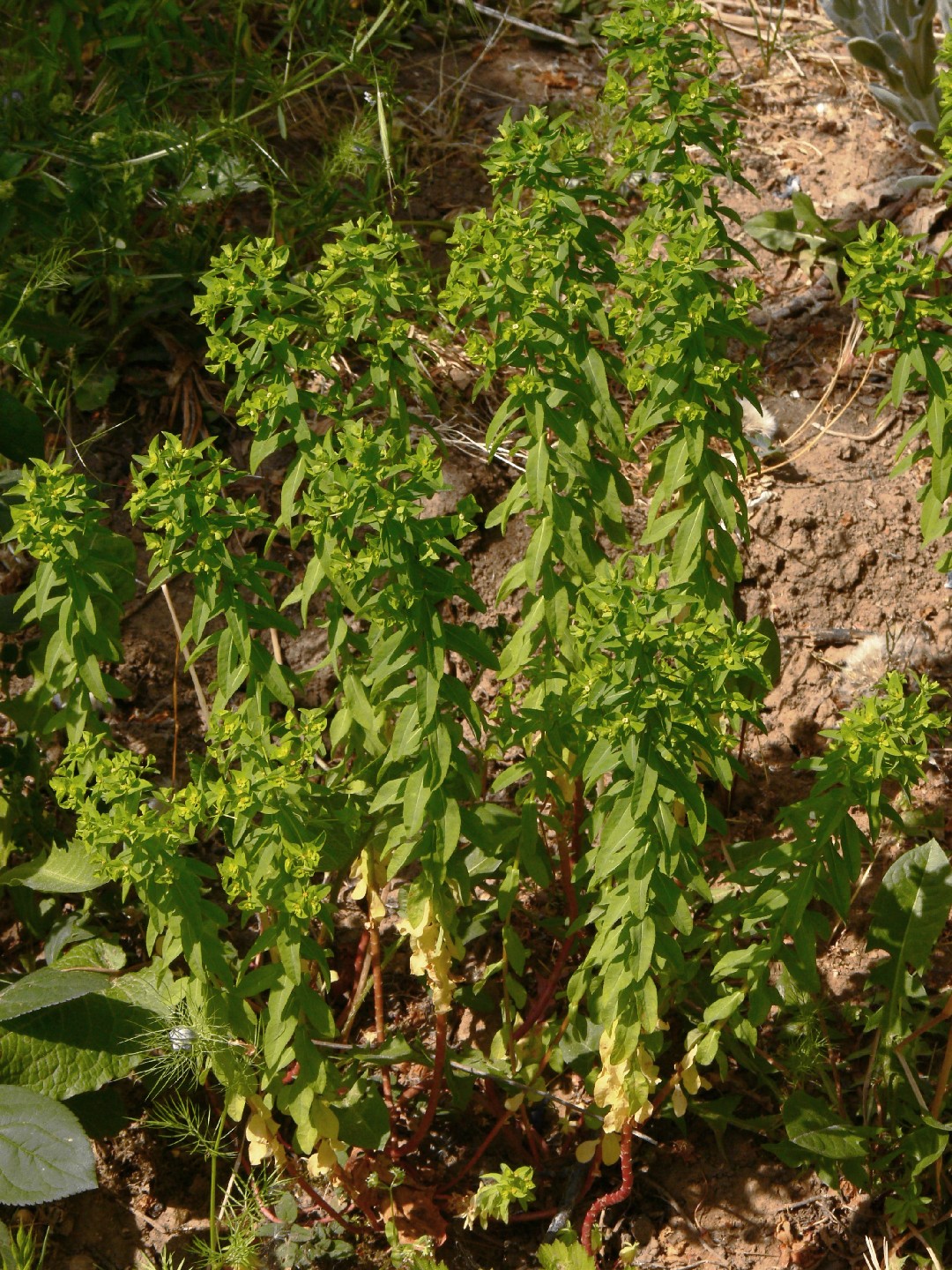 Lechetrezna de hoja ancha (Euphorbia platyphyllos) - PictureThis