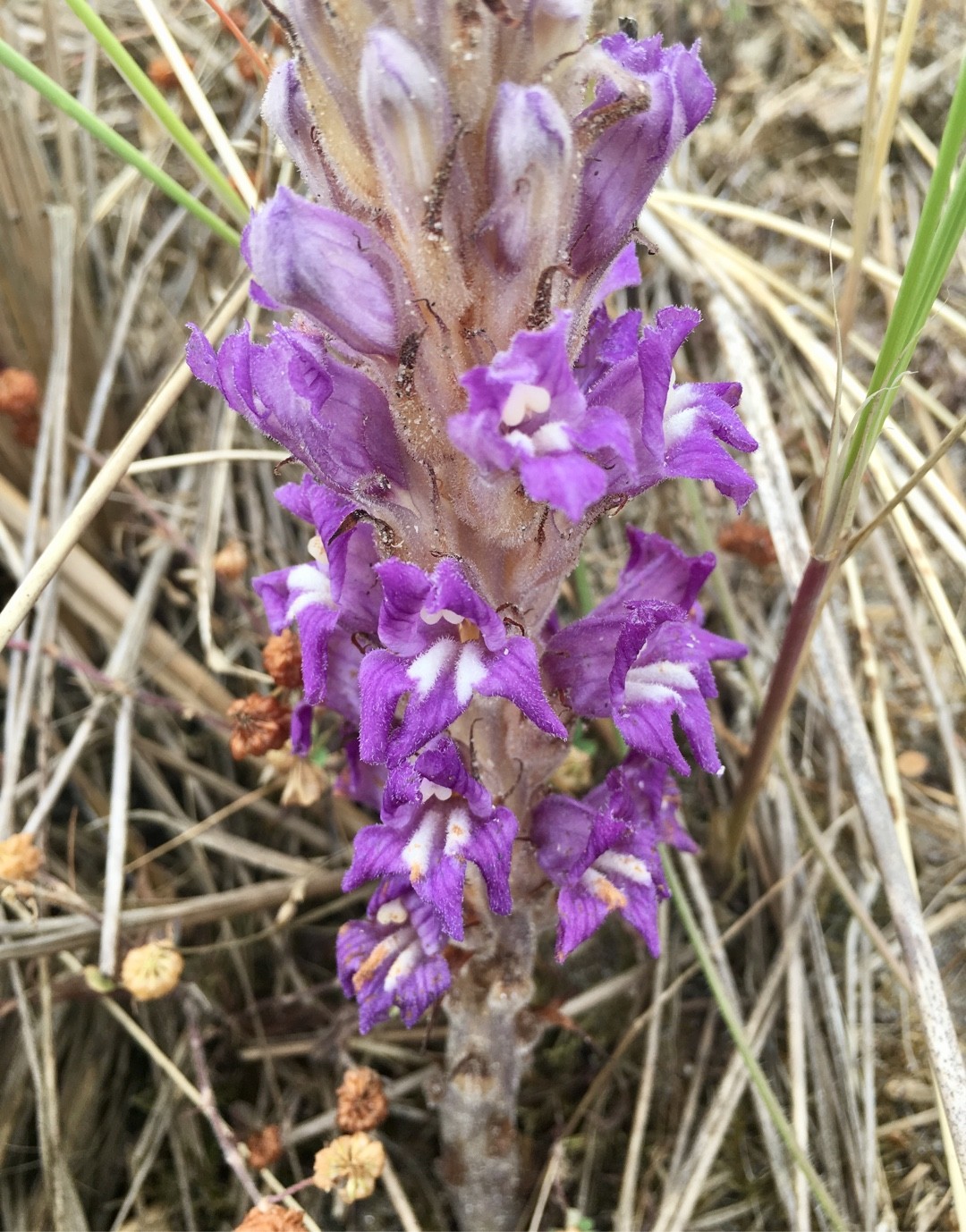 Wormwood broomrape (Phelipanche arenaria) Flower, Leaf, Care, Uses ...