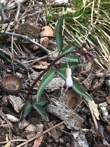 Cardamine angustata - PictureThis