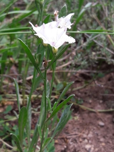 Convolvulus lineatus - PictureThis