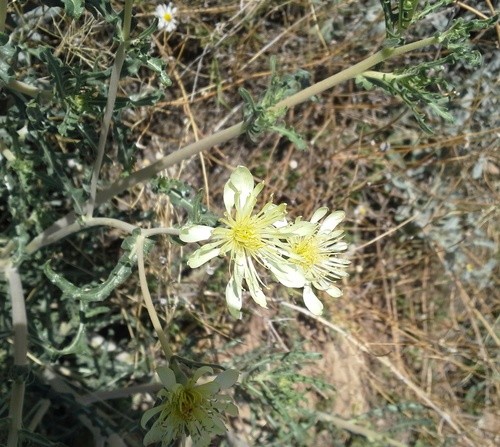 Mentzelia multiflora - PictureThis