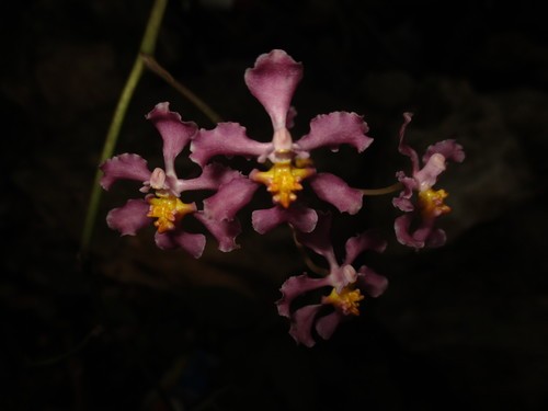 Trichocentrum - PictureThis