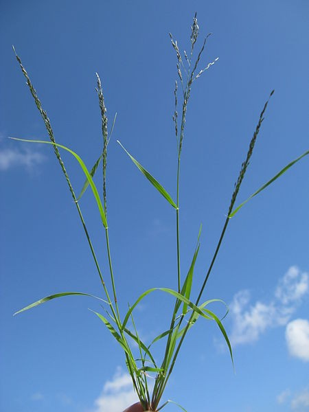 オオニワホコリ (Eragrostis pilosa) 花言葉，毒性，よくある質問 - PictureThis