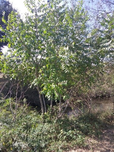 잔톡실룸 클라바-헤르쿨리스 (Zanthoxylum clava-herculis) - PictureThis