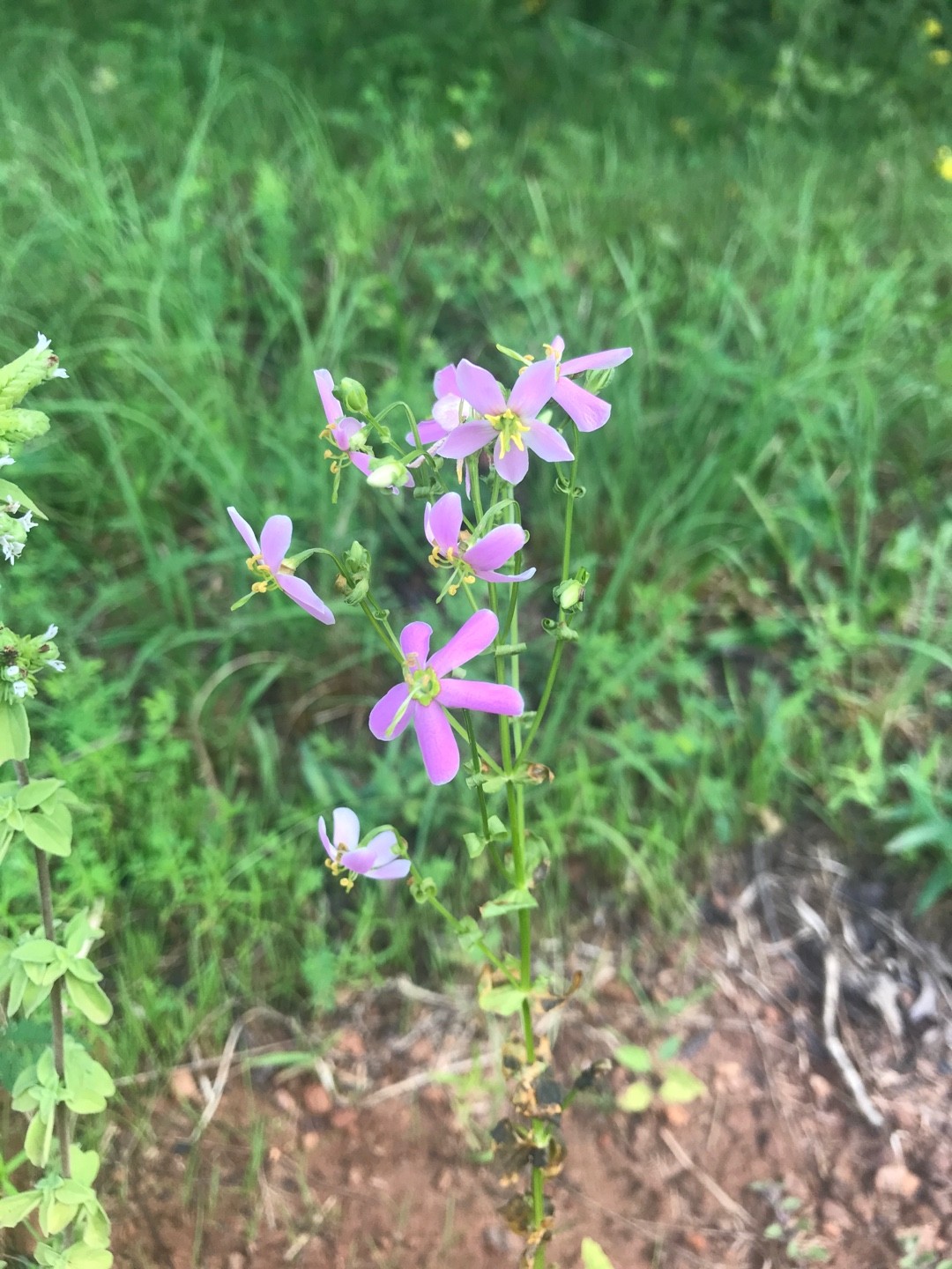 Sabatia angularis - PictureThis