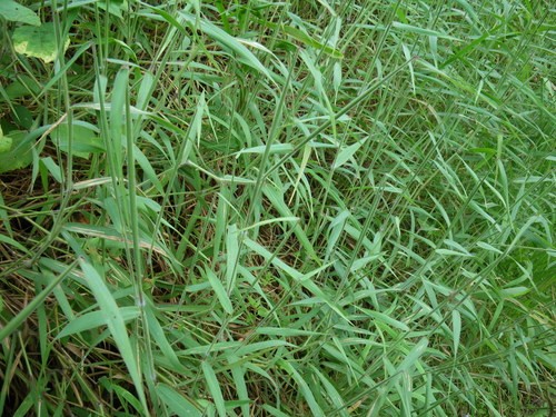 Molasses grass (Melinis minutiflora) Flower, Leaf, Care, Uses - PictureThis