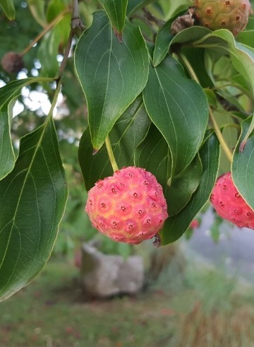 Cornejos (Cornus) - PictureThis