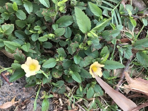 Common Wireweed (Sida acuta) Flower, Leaf, Care, Uses - PictureThis