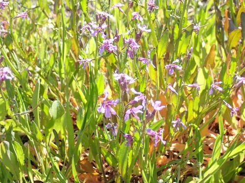 Purple mustard (Chorispora tenella) Flower, Leaf, Care, Uses - PictureThis