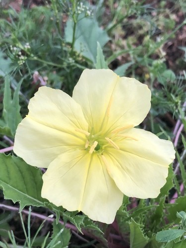 Onagra sin tallo (Oenothera triloba) - PictureThis