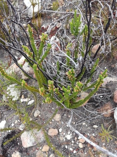 Red heath (Erica coccinea) Flower, Leaf, Care, Uses - PictureThis