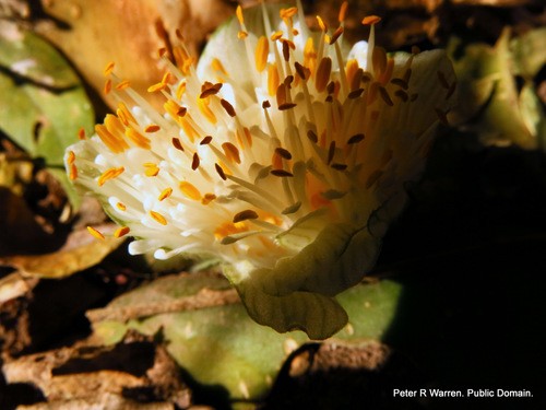 Haemanthus deformis - PictureThis