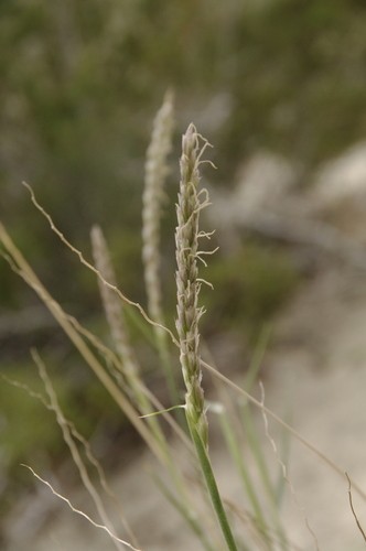 Hilaria rigida - PictureThis