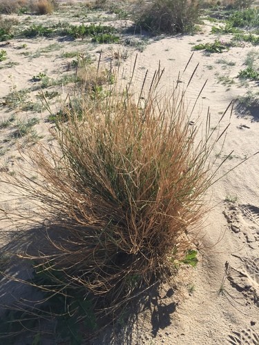 Hilaria rigida - PictureThis