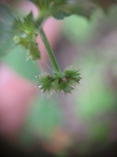 Canadian black snakeroot (Sanicula canadensis) Flower, Leaf, Care, Uses ...