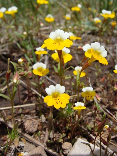 Erythranthe bicolor - PictureThis