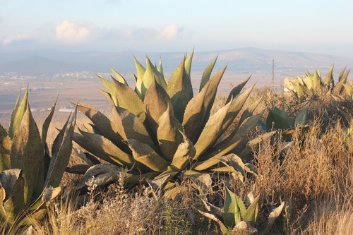 Agave gentryi - PictureThis