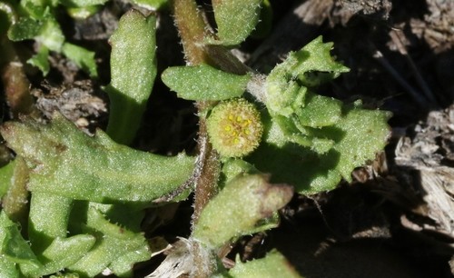 Centipeda Care (Watering, Fertilize, Pruning, Propagation) - PictureThis