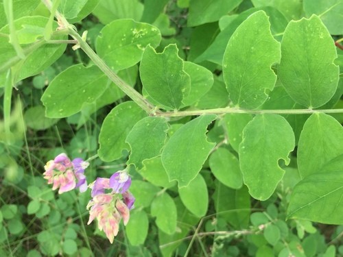 Lathyrus venosus - PictureThis