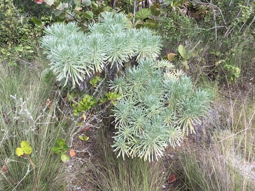Tabaquillo (Tournefortia gnaphalodes) - PictureThis