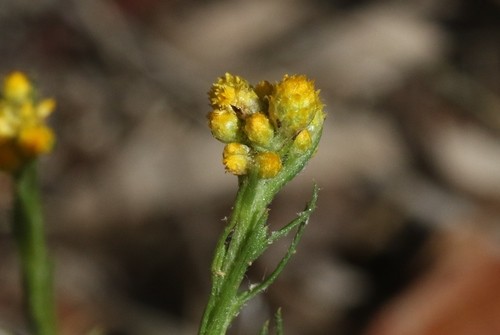 How to Plant and Grow Yellow buttons(Chrysocephalum apiculatum)
