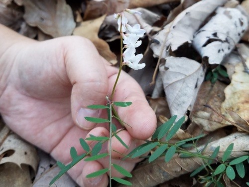 Arveja de madera de Carolina (Vicia caroliniana) - PictureThis