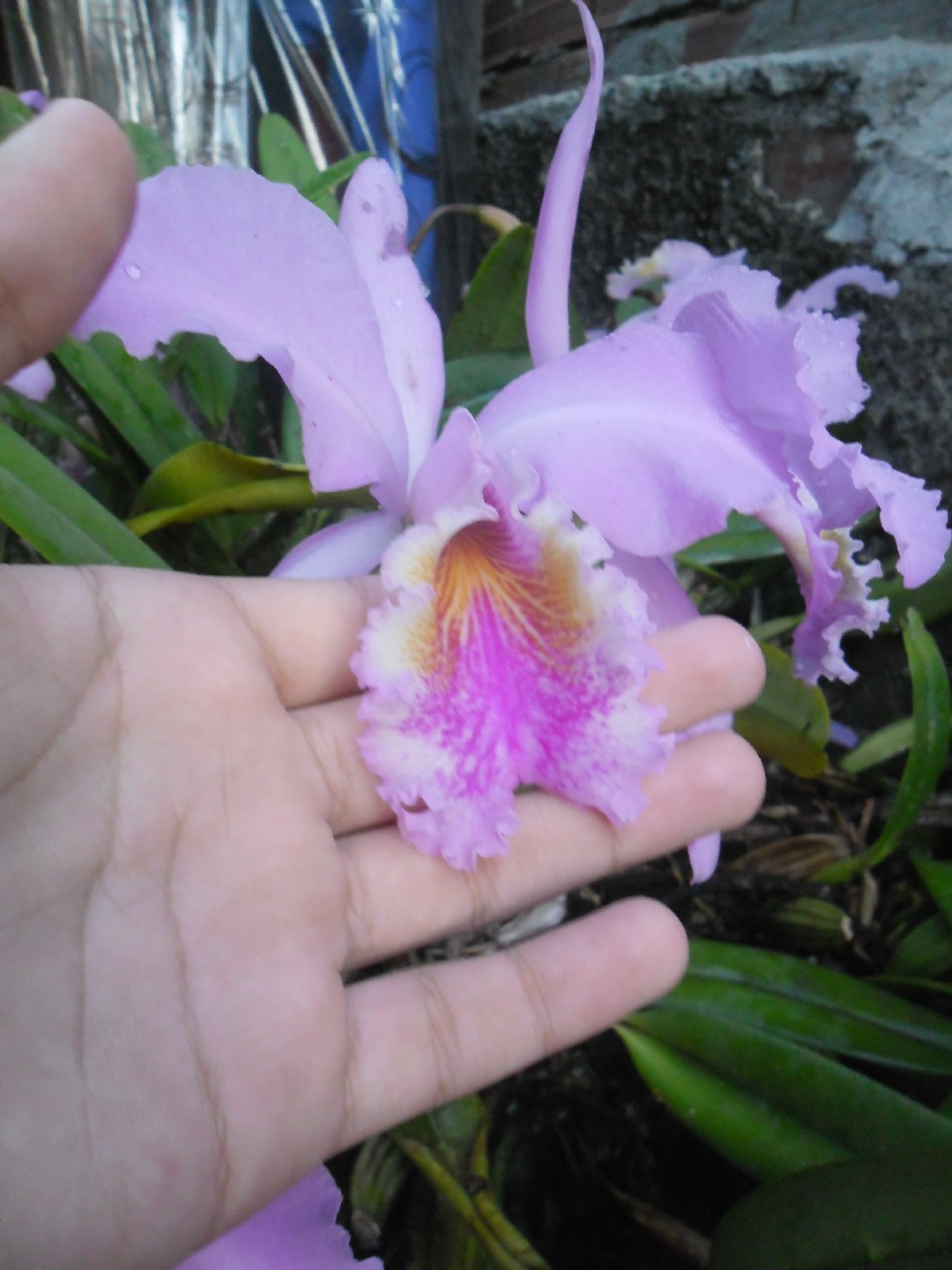 카틀레야 라비아타 (Cattleya labiata) - PictureThis