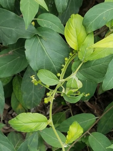 Myriopus Flower, Leaf, Care, Uses - PictureThis