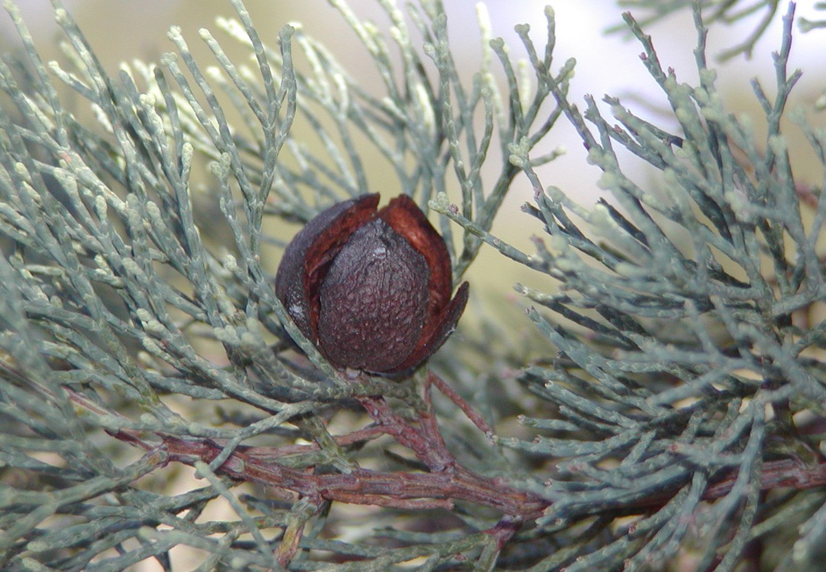 Callitris columellaris - PictureThis